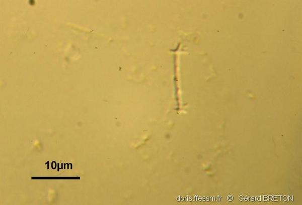 Cliona viridis | DORIS