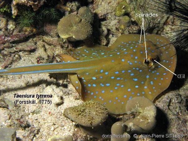 Spiracle | Glossaire DORIS