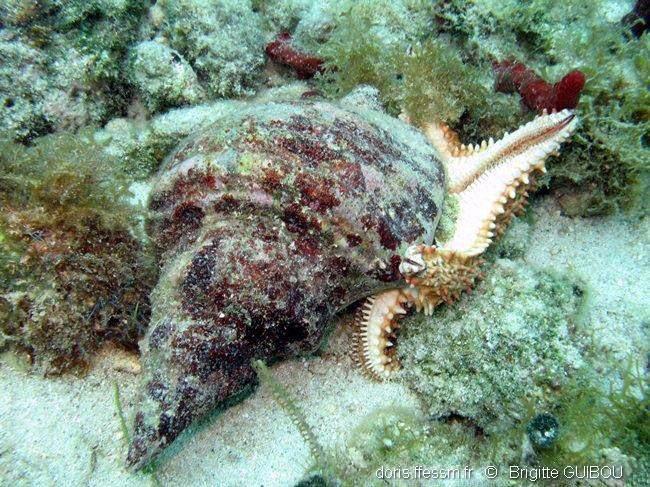 Charonia variegata | DORIS