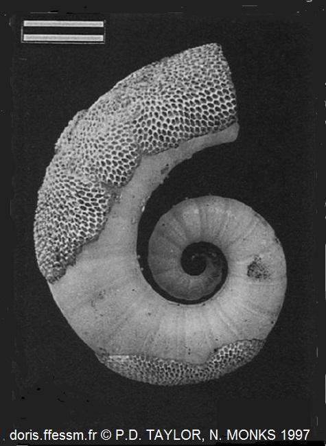 Spirula spirula | DORIS