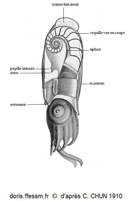 Spirula spirula | DORIS