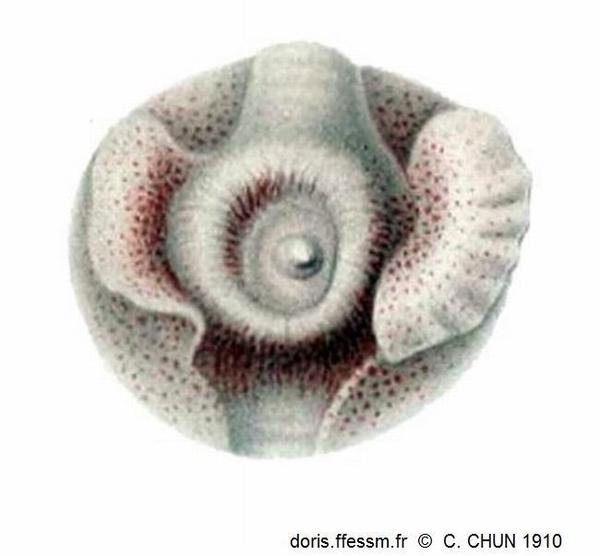 Spirula spirula | DORIS