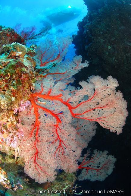 Melithaea ochracea | DORIS