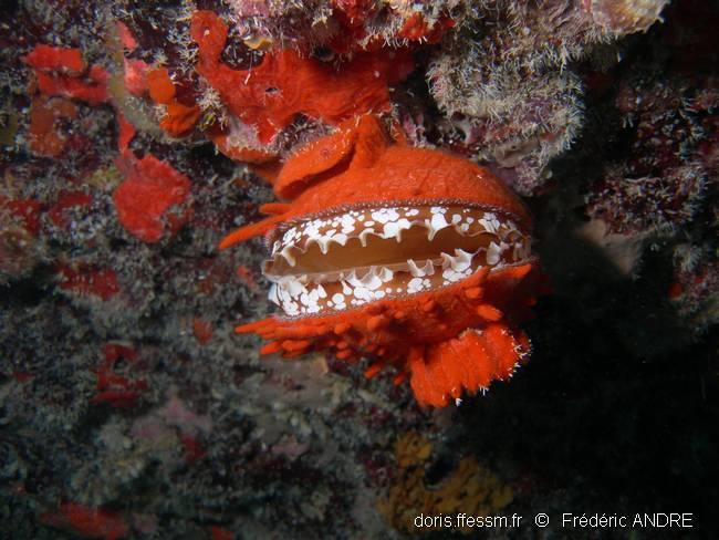 Spondylus americanus | DORIS