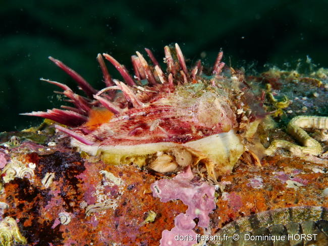 Spondylus gaederopus | DORIS