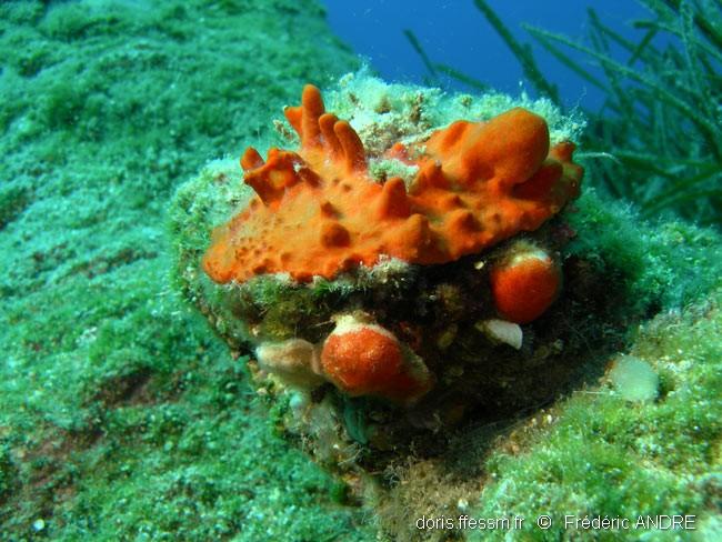 Spondylus gaederopus | DORIS