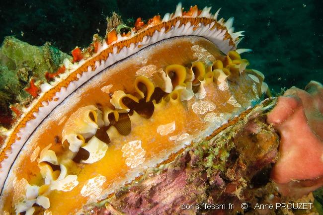 Spondylus varius | DORIS