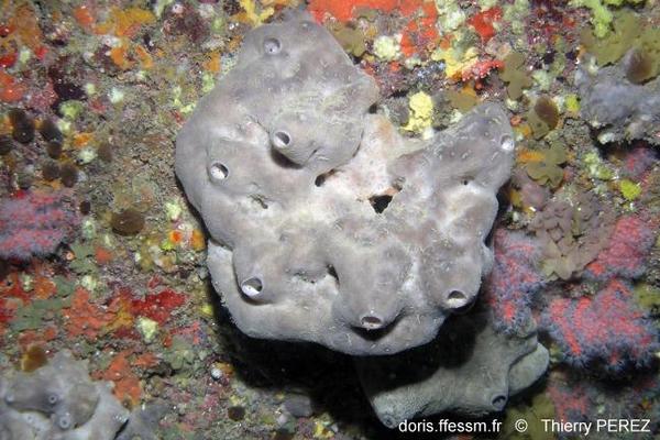 Spongia (Spongia) officinalis | DORIS