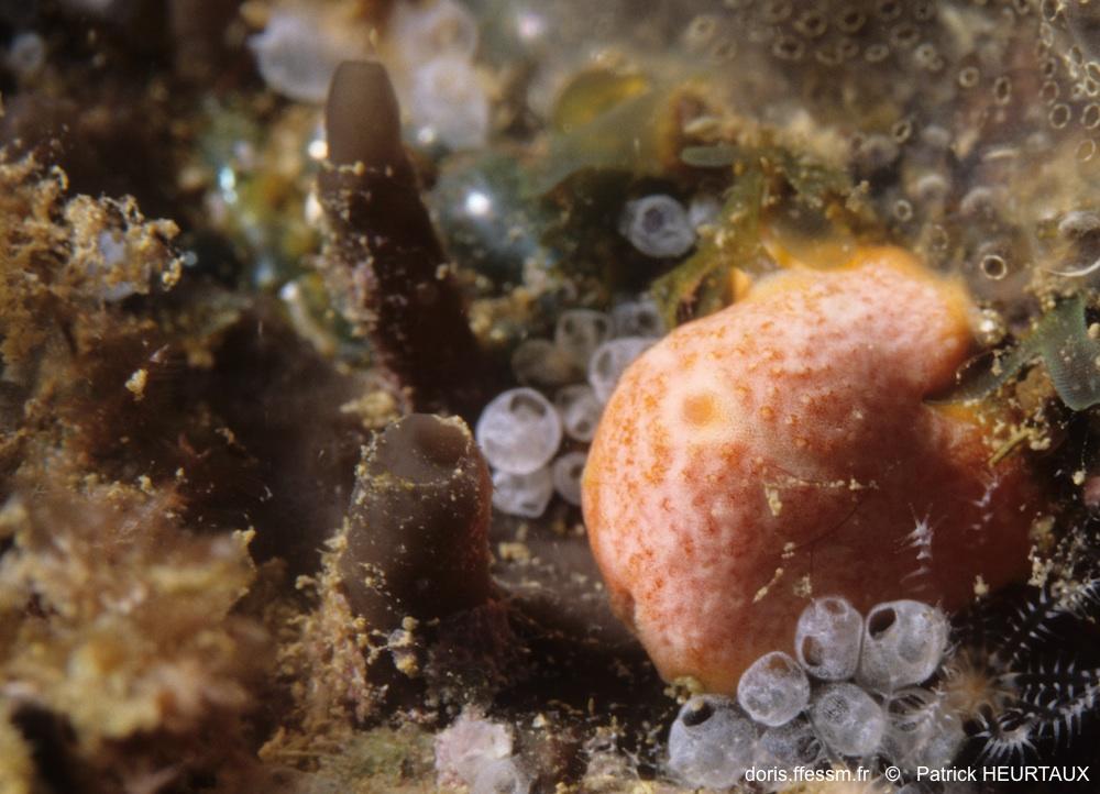 Spongia (Spongia) virgultosa | DORIS