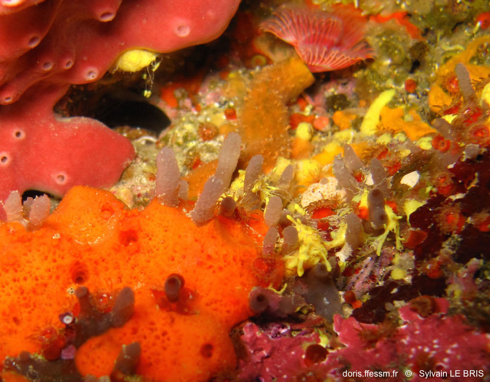 Spongia (Spongia) virgultosa | DORIS