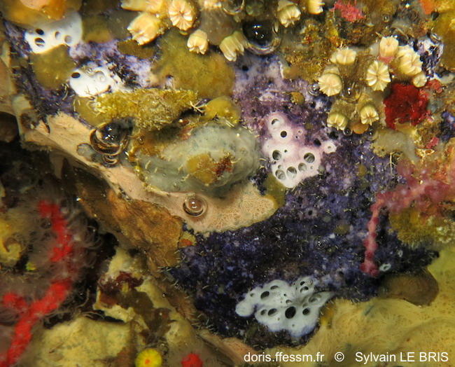 Spongosorites intricatus | DORIS