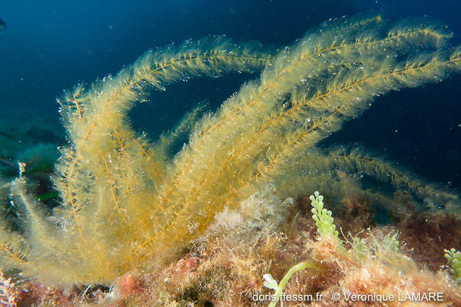 Sporochnus pedunculatus | DORIS