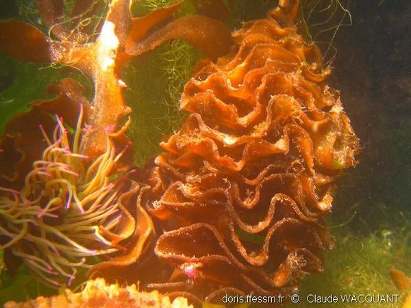 Undaria pinnatifida | DORIS