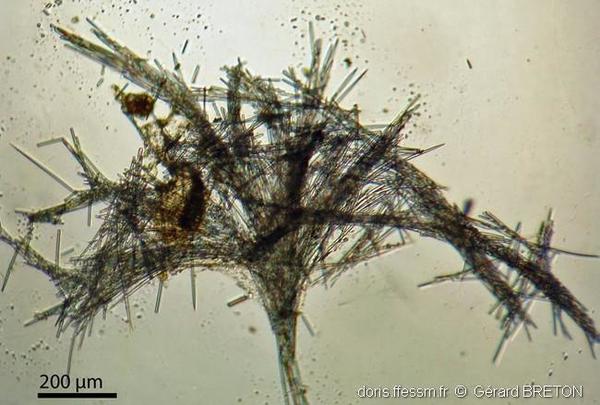 Ciocalypta penicillus | DORIS