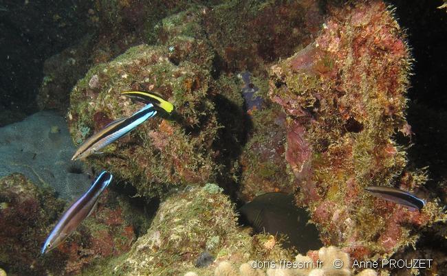 Labroides dimidiatus | DORIS