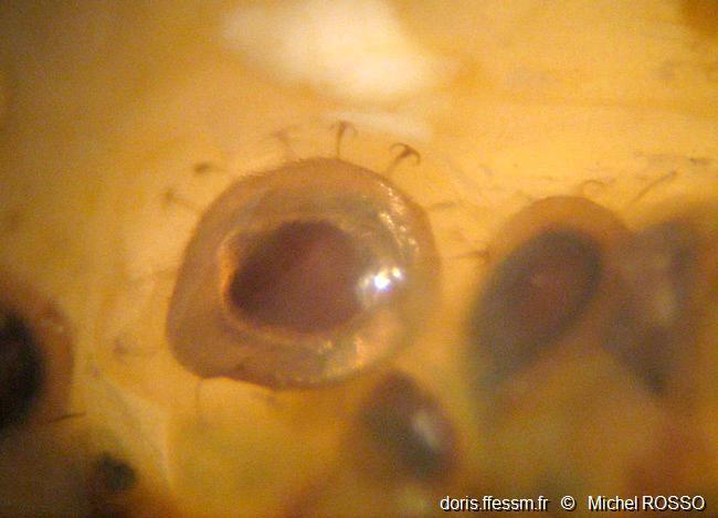 Pectinatella magnifica | DORIS