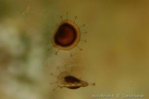 Pectinatella magnifica | DORIS