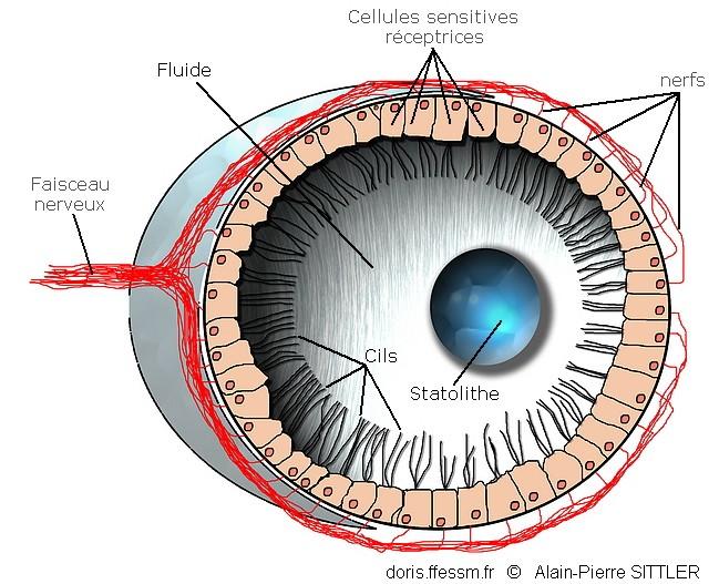Statocyste | Glossaire DORIS