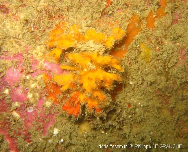 Stelligera montagui | DORIS