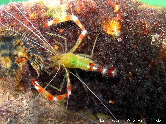 Stenopus scutellatus | DORIS