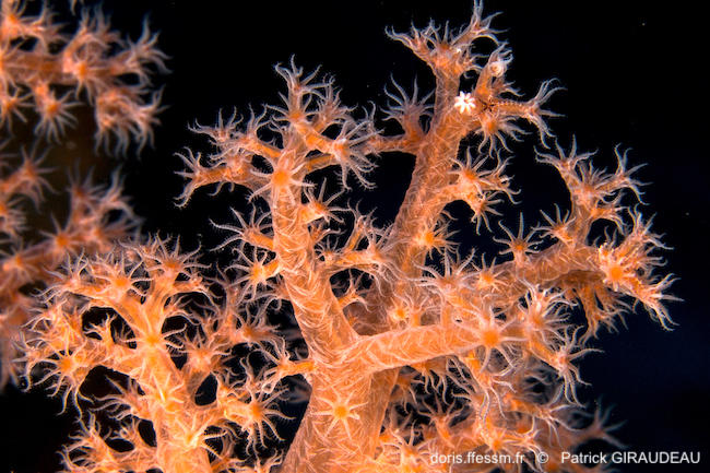 Stereonephthya portoricensis | DORIS