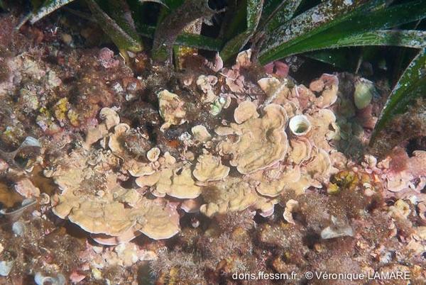 Mesophyllum expansum | DORIS