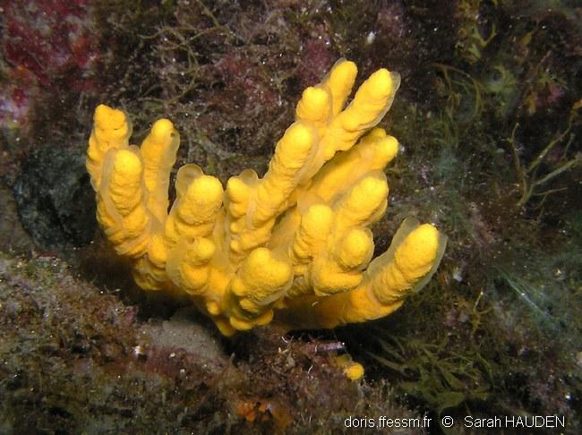 Axinella verrucosa | DORIS