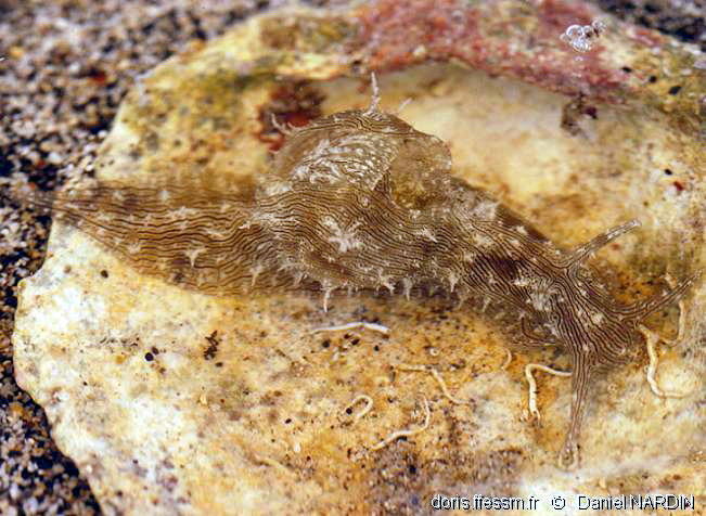 Stylocheilus striatus | DORIS