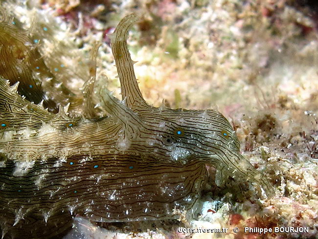 Stylocheilus striatus | DORIS