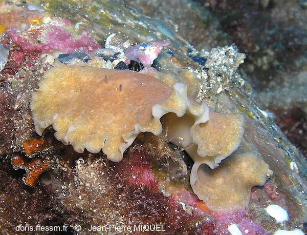 Stylochus pilidium | DORIS