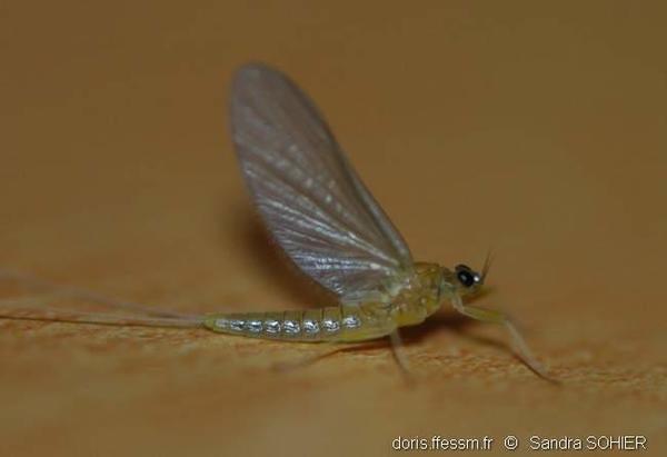 Ephemeroptera (ordre, larves) | DORIS