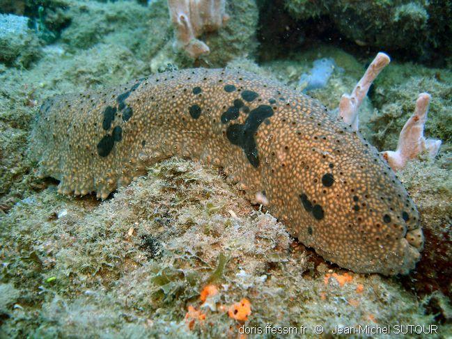 Isostichopus badionotus | DORIS