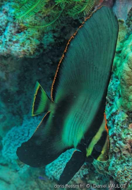 Platax pinnatus | DORIS