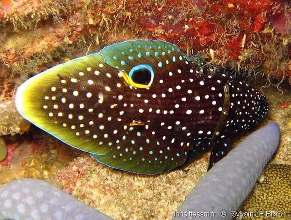 Calloplesiops altivelis | DORIS