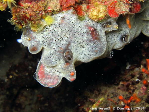 Diplosoma spongiforme | DORIS