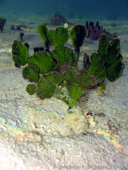 Halimeda macroloba | DORIS