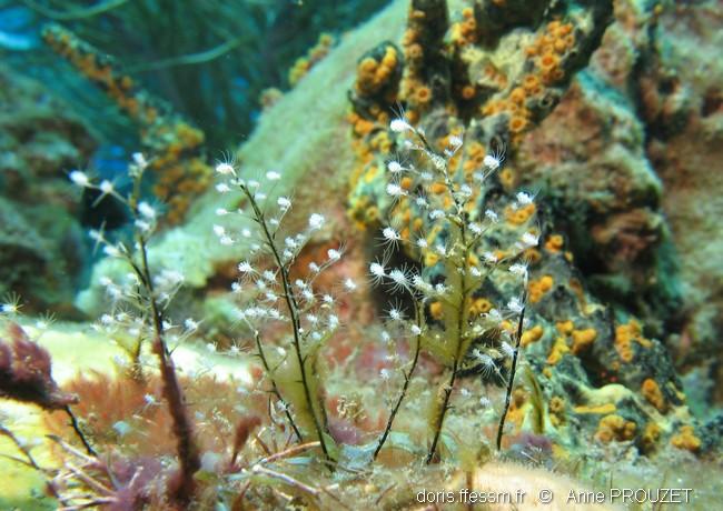 Pennaria disticha | DORIS