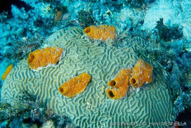 Siphonodictyon coralliphagum | DORIS