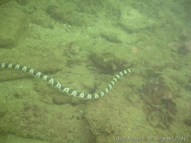 Hydrophis major | DORIS