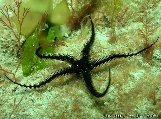 Ophiocomina nigra | DORIS