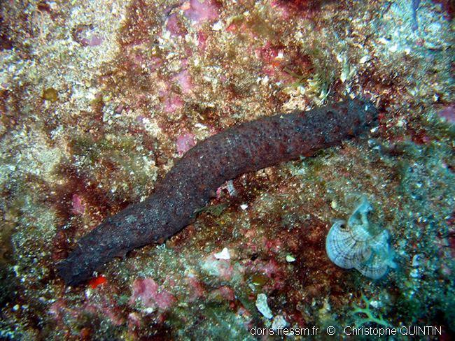 Holothuria (Holothuria) tubulosa | DORIS