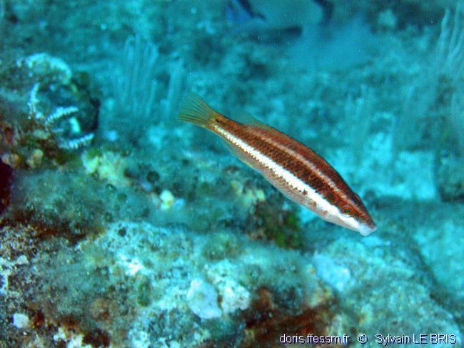 Symphodus doderleini | DORIS