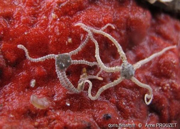 Amphipholis squamata | DORIS