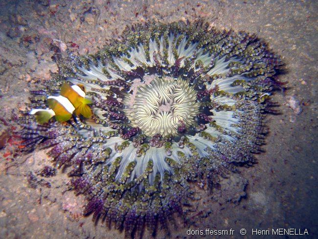 Heteractis aurora | DORIS
