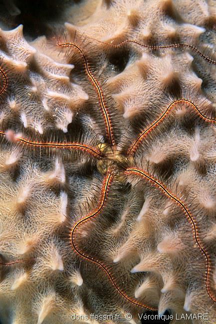 Ophiothrix (Acanthophiothrix) suensoni | DORIS