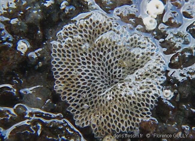 Conopeum reticulum | DORIS