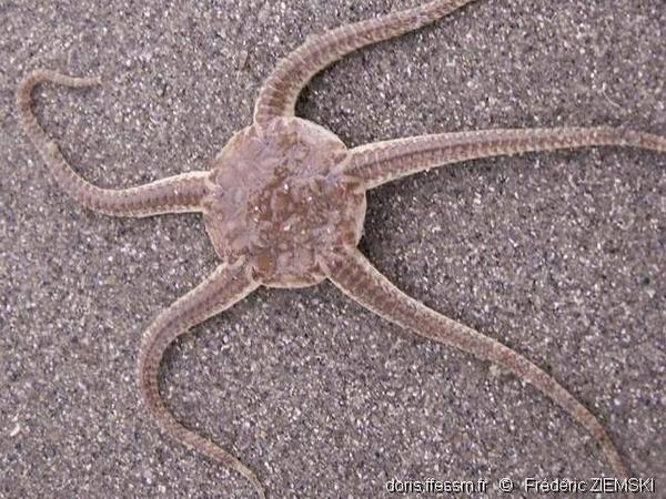 Ophiura ophiura | DORIS