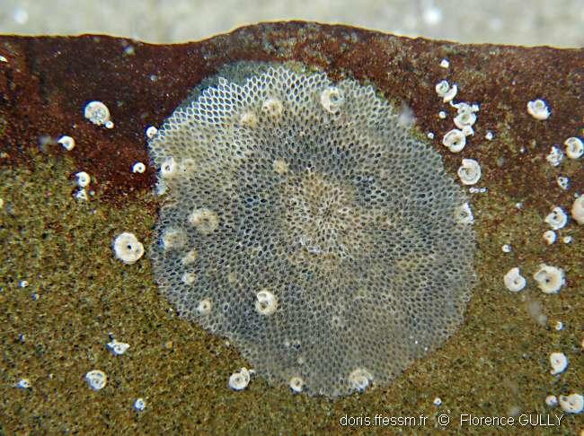 Conopeum reticulum | DORIS