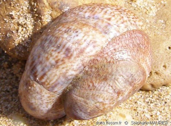 Crepidula fornicata | DORIS
