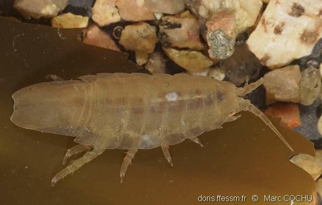 Idotea emarginata | DORIS